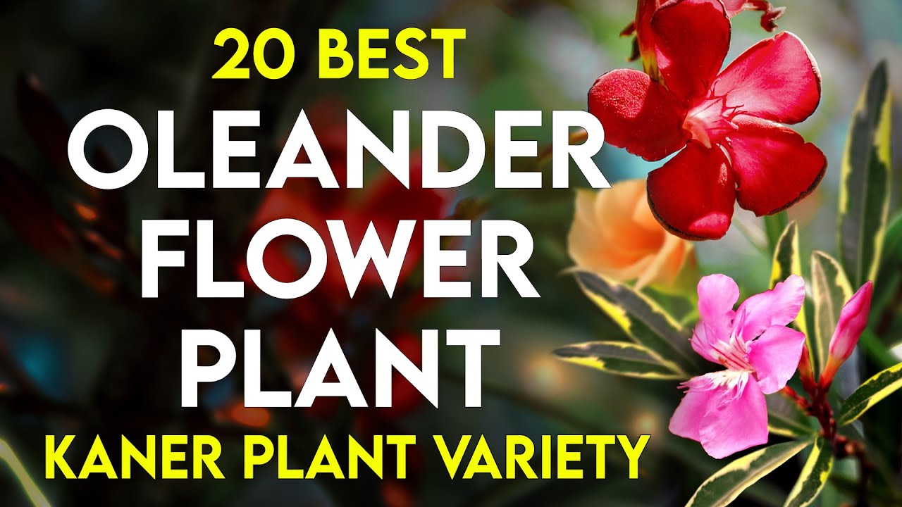 20 best oleander plant varieties | kaner flower variety | oleander ...