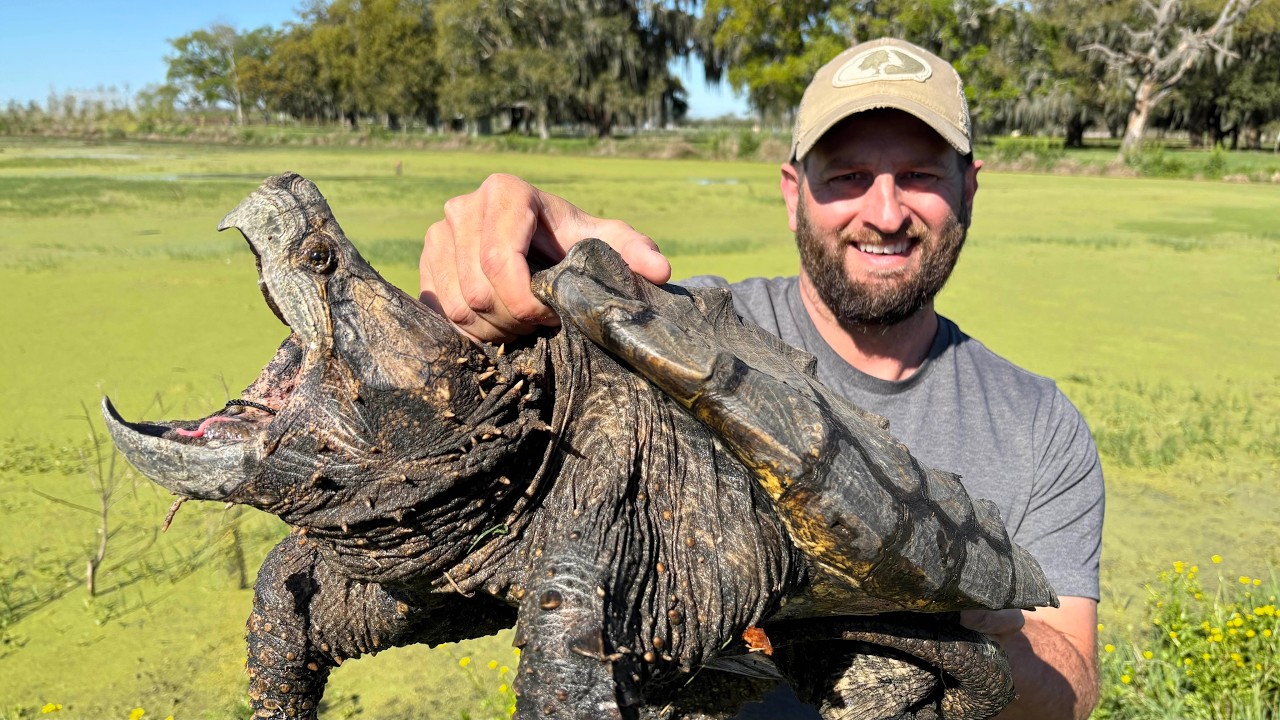 This ALLIGATOR SNAPPING Turtle Was Causing a BIG Problem (Catch and ...