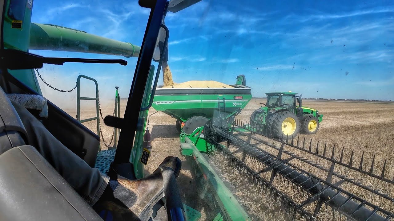 Good Beans, Bad Beans, Ugly Beans - YouTube