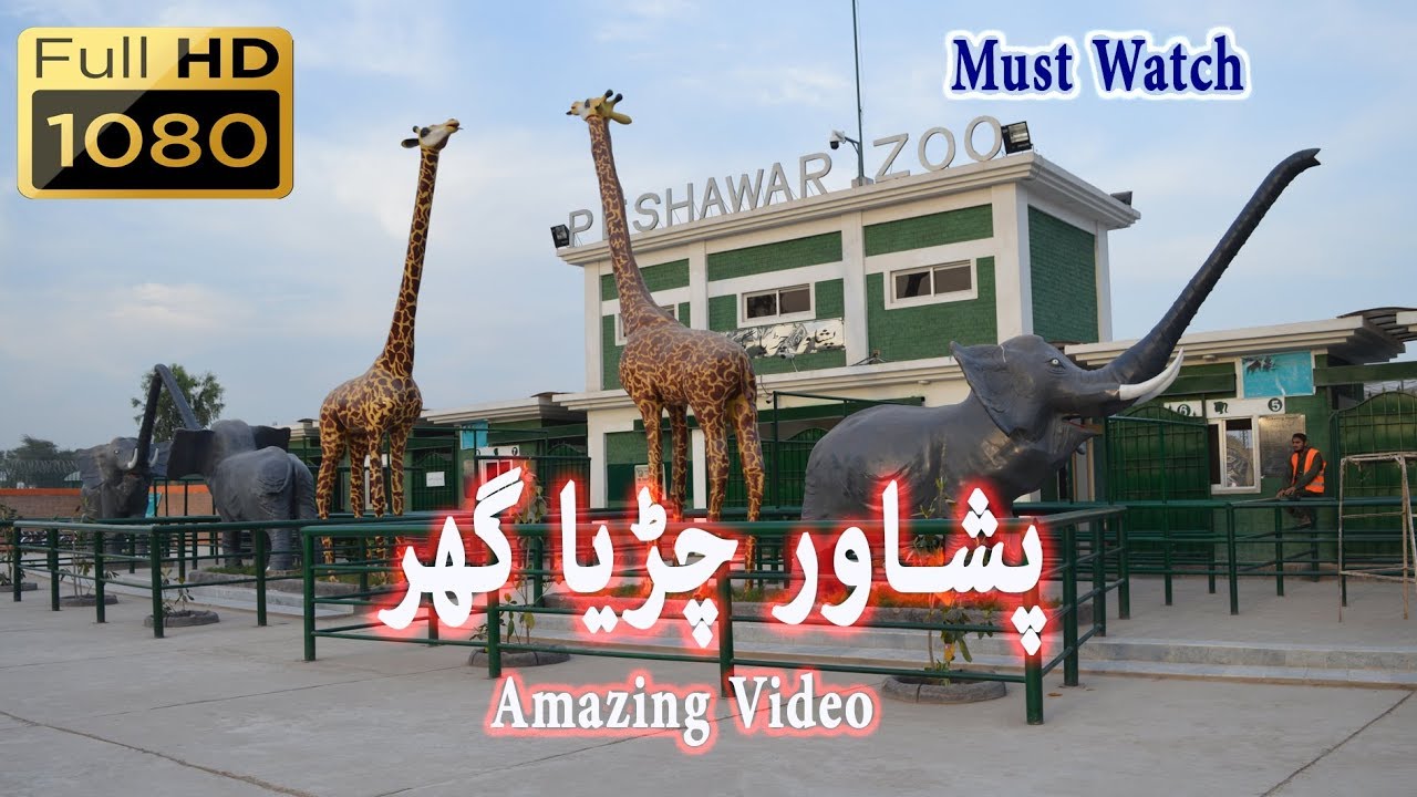 peshawar zoo latest video | by zama khyber vlog - YouTube