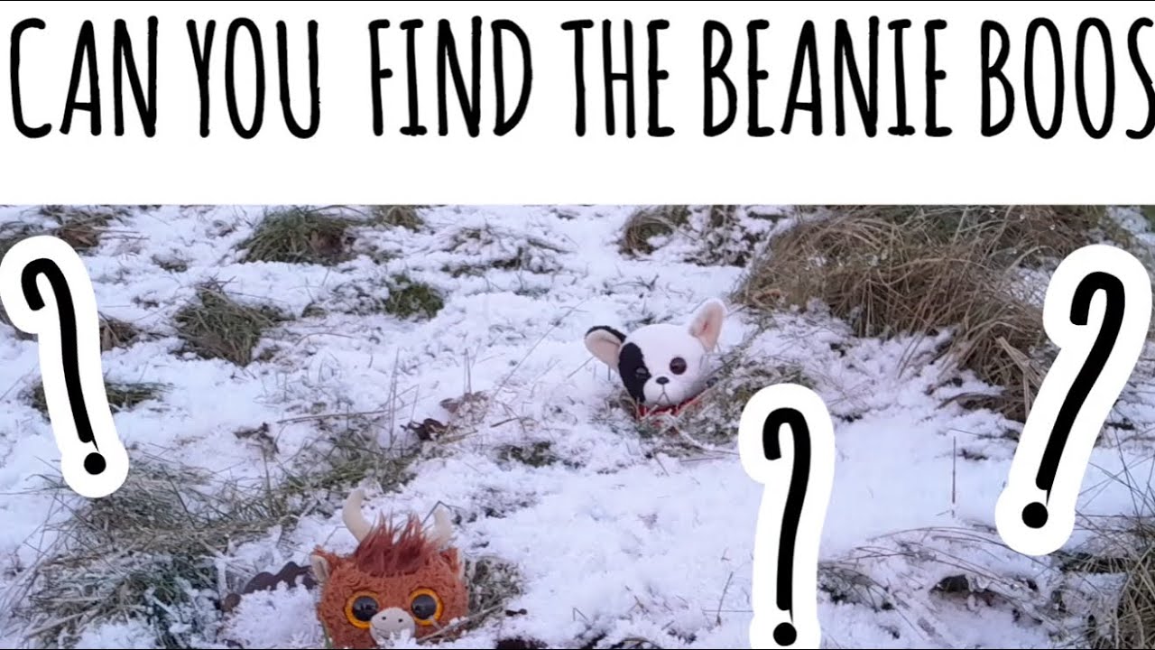 Beanie Boo Coconut and Tamoo [] Find the Beanie Boos - Marcel and Angus ...