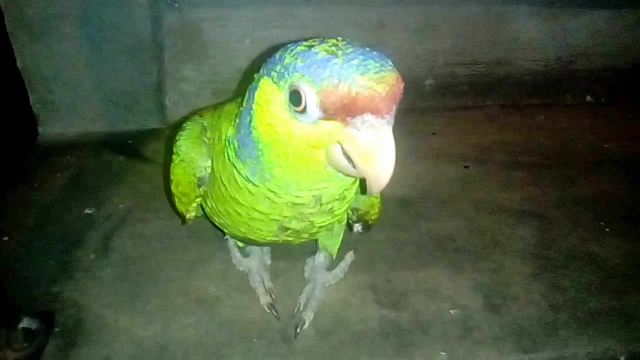 Perico diciendo burro - YouTube