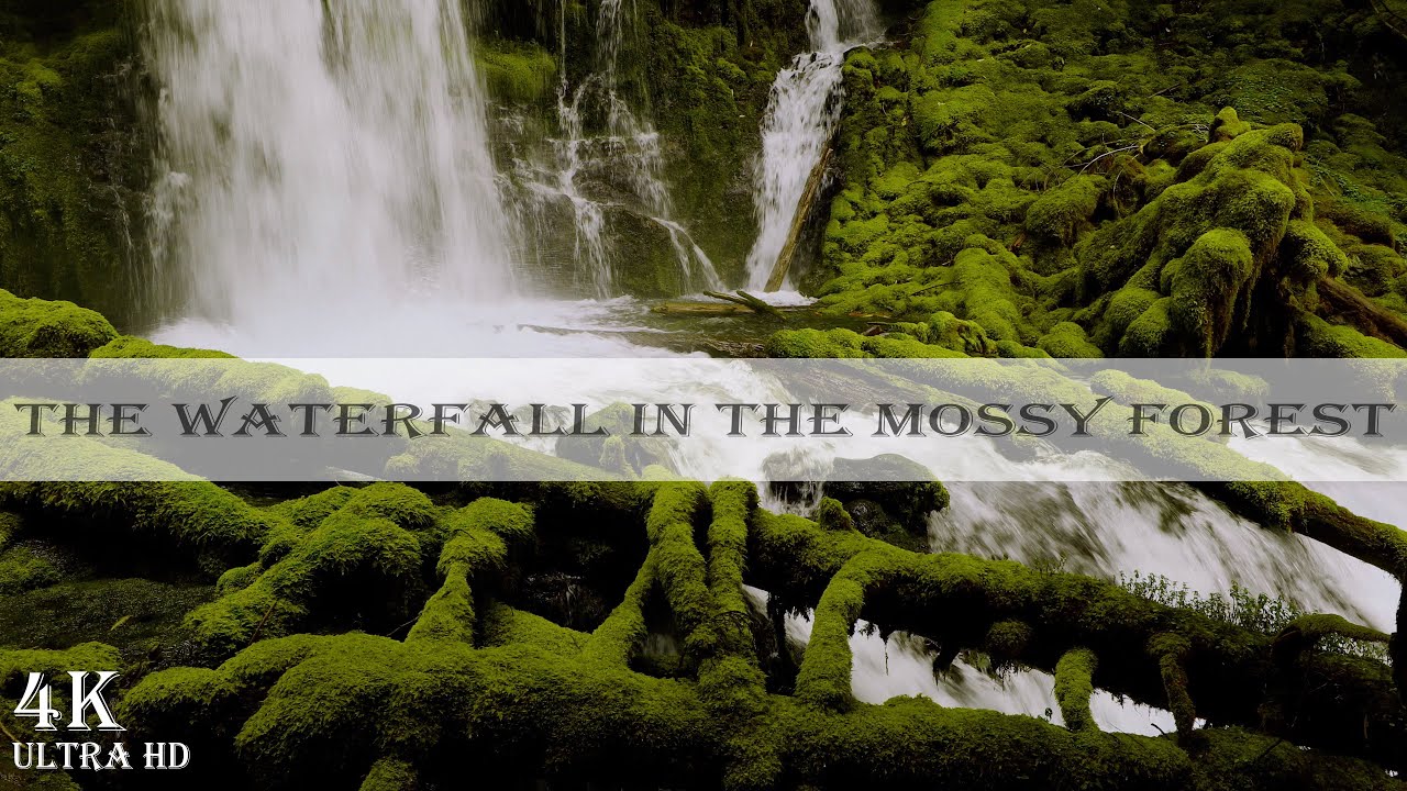 THE WATERFALL IN THE MOSSY FOREST: 4K Video with Authentic Nature ...