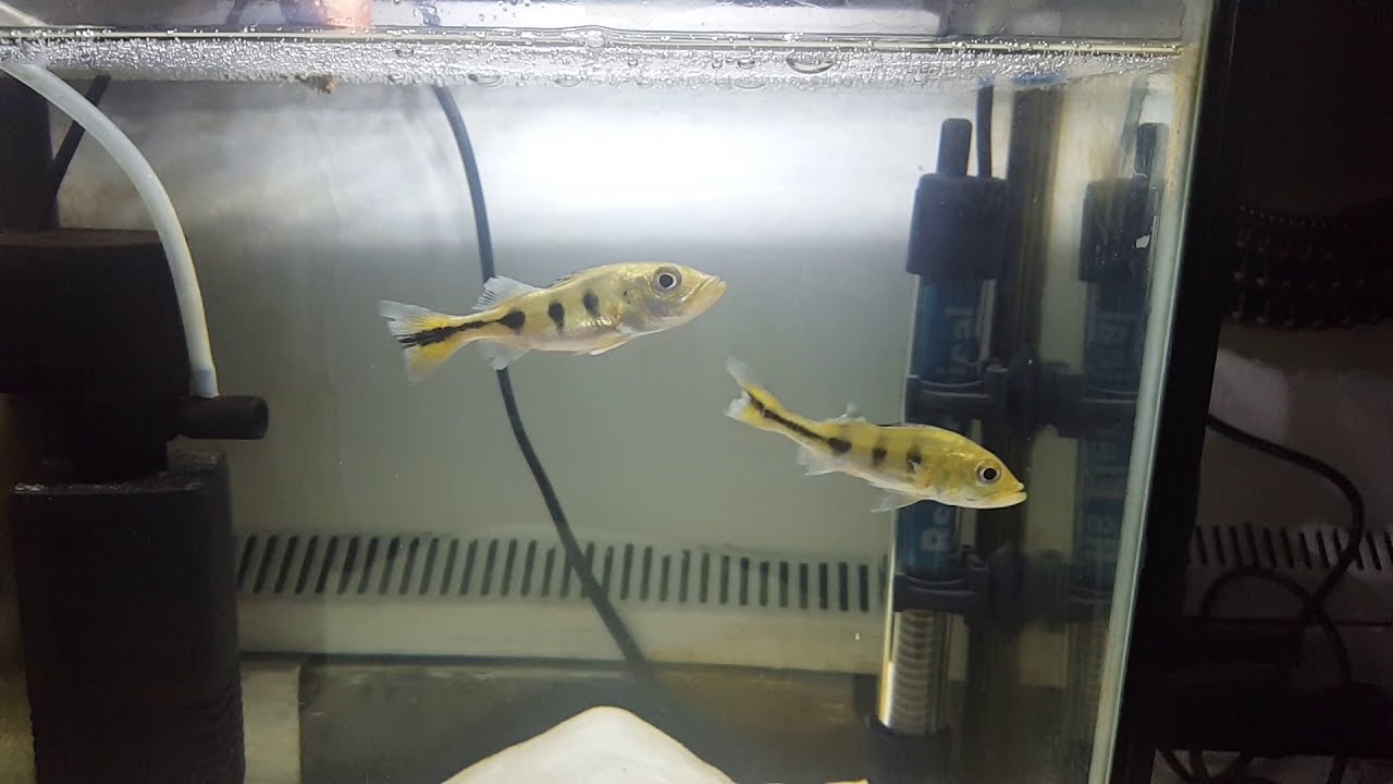 BABY PEACOCK BASS FEEDING TIME | Cichla monoculus - YouTube