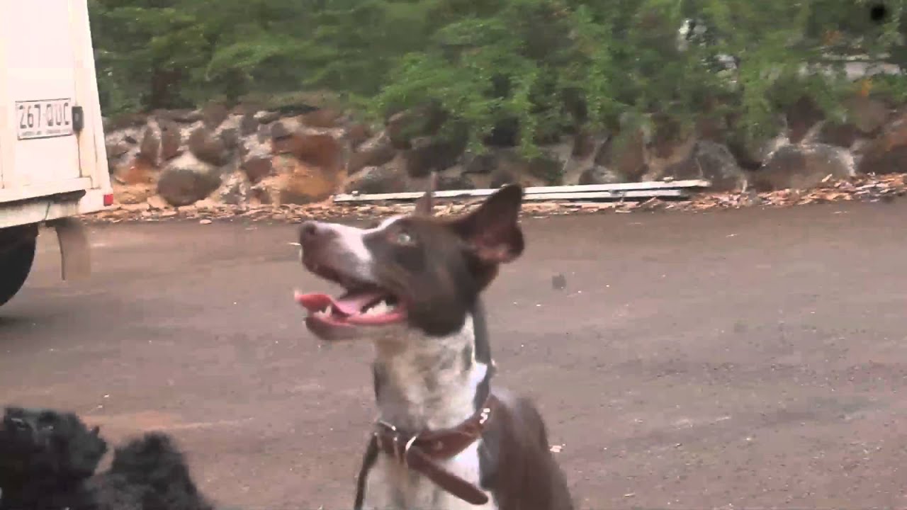 My Crazy Dog and her ball ****FAIL!!**** - YouTube