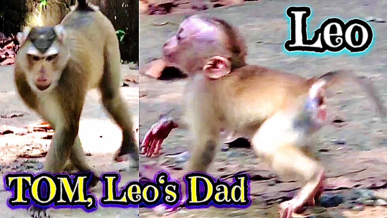 The REUNION💕 LEO EXCITED to see his DAD, TOM | LEO wants to HUG his DAD ...