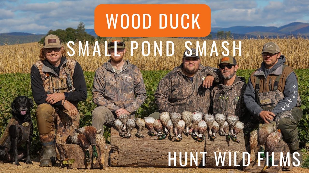 SMASHING WOOD DUCKS ON A FARM POND - Virginia's First Duck Split With ...