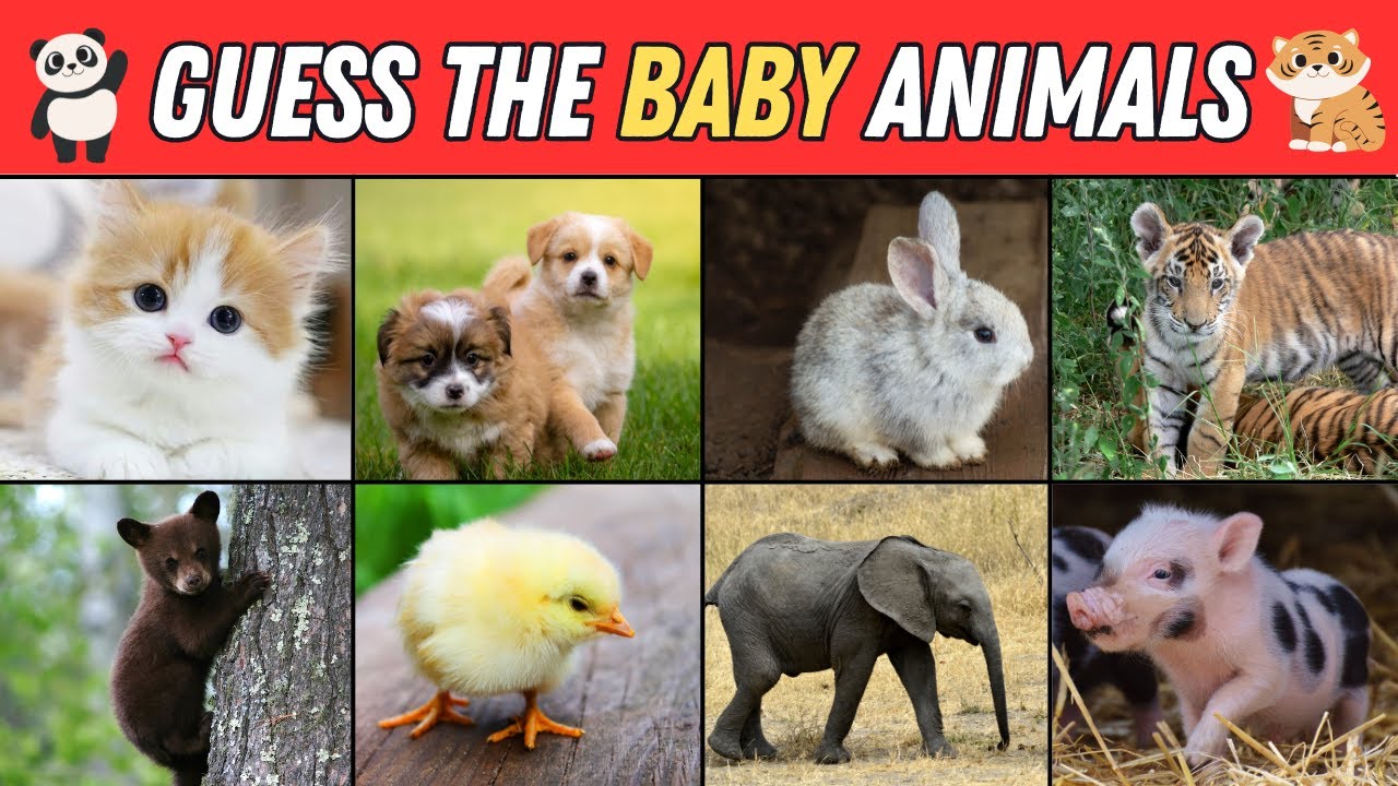 Guess the Baby Animals | 3 Seconds Quiz | Guess 50 Animals for Kids ...
