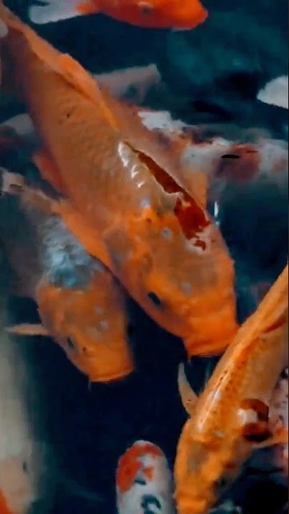 Fish | Colorfull fishes | All kinds fishes #fishhunting #fishingvideo #fishing #fish # ...