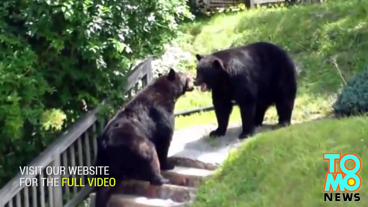 Bear Fight New Jersey black bears behave like savages in caught on tape ...