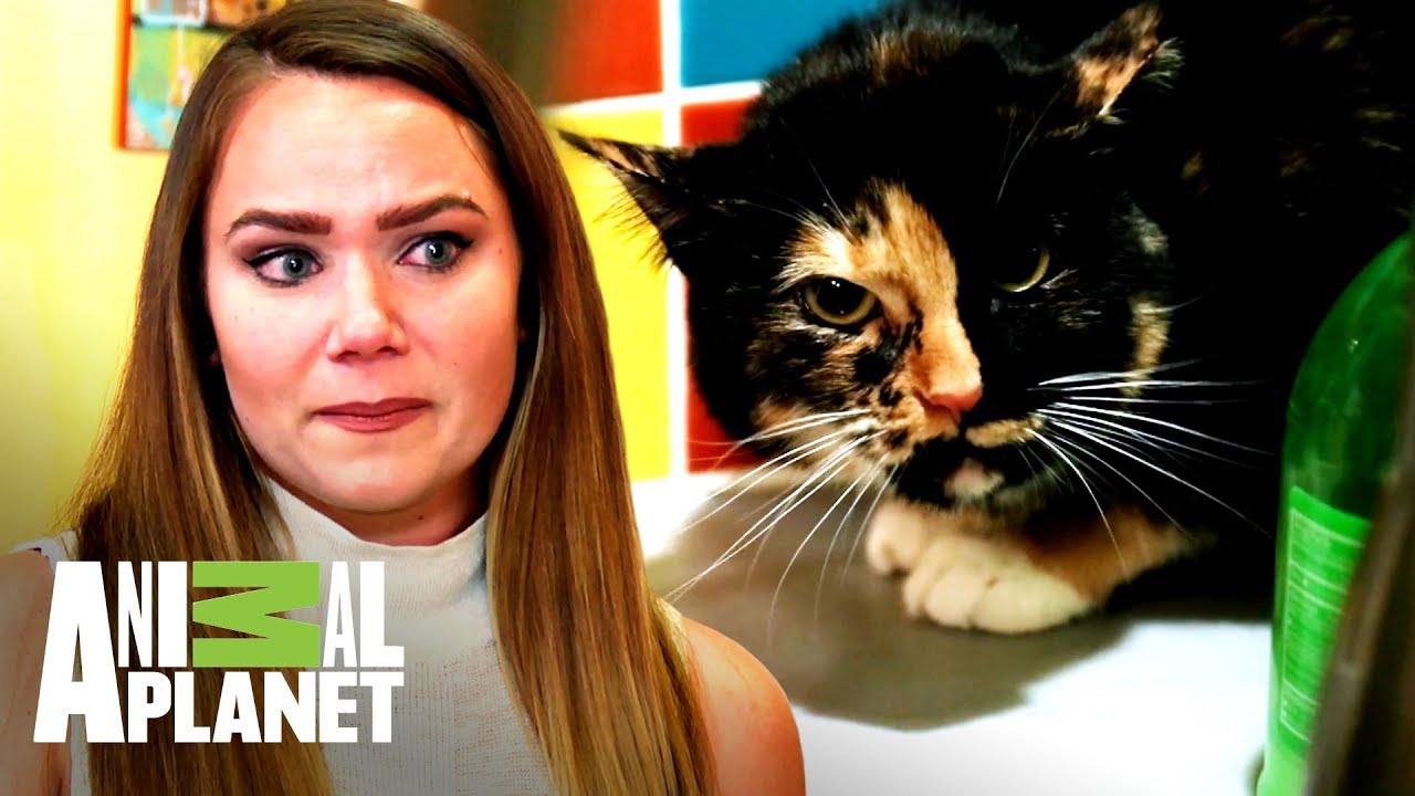 Dueña de gata antisocial tiene miedo de perderla | Mi gato endemoniado ...