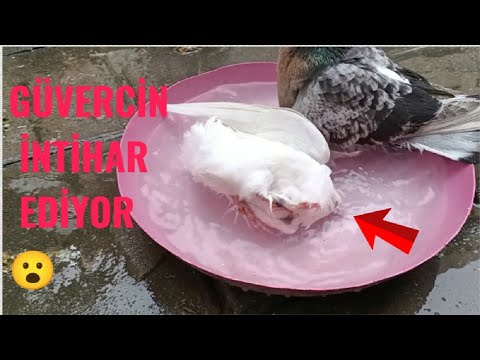 Kaçak Güvercin İntihar Ediyor.! ( Kralın Kız Kardeşini Bozo Eşledim )