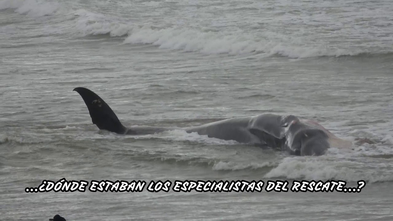BALLENA VARADA EN LA PLAYA DE SOPELANA (BIZKAIA) - YouTube