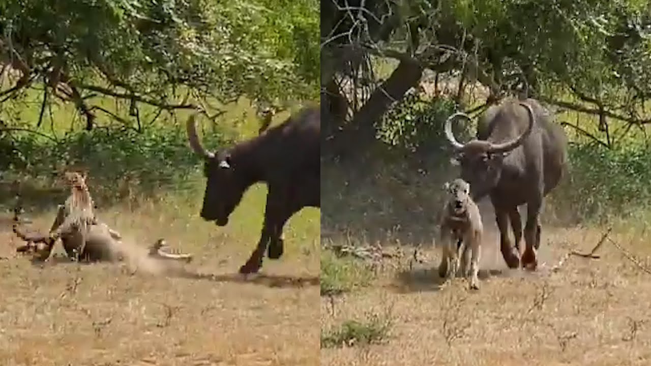 Brave Mother Buffalo Save His Baby From a Leopard #Shorts - YouTube