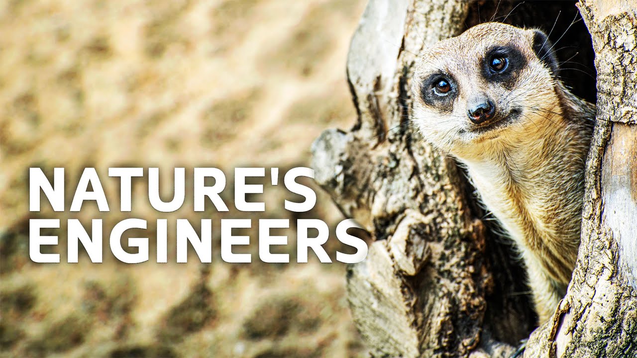 How Do Animals Build Their Homes? - YouTube