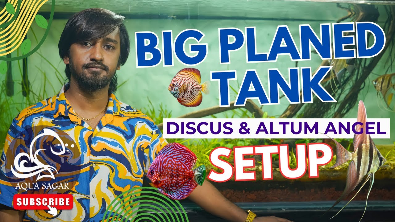 Setting Up a Stunning Planted Tank with Discus & Altum Angelfish - YouTube