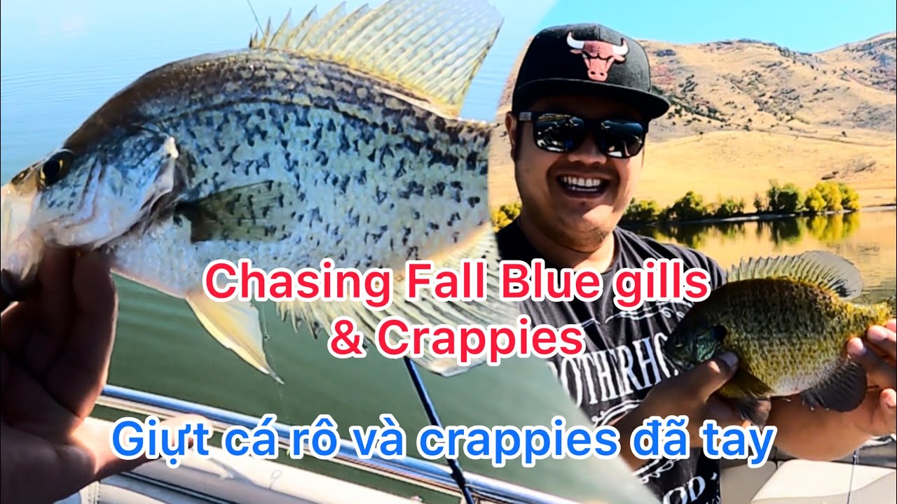 02-Câu cá rô và crappies trước khi vào mùa đông. Fall fishing for blue ...