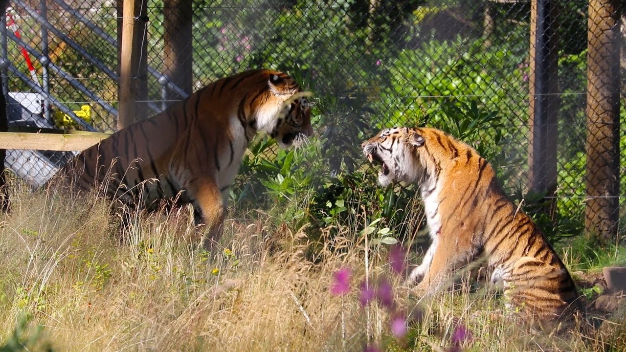 Dramatic tiger flirting | Amur Tigers mix on safari! - YouTube