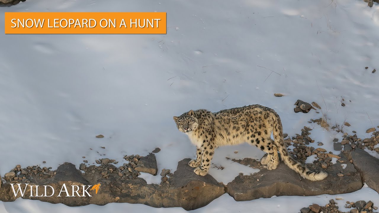 Snow Leopard on a hunt - YouTube