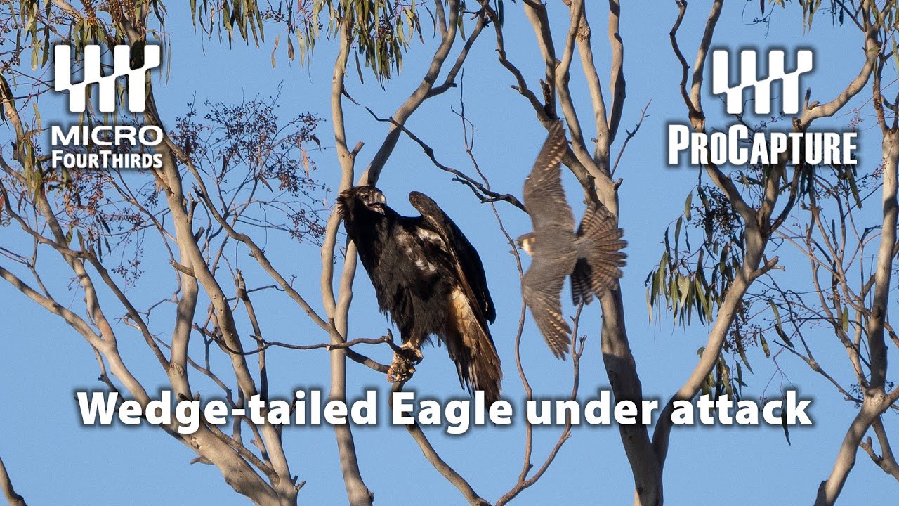 A Wedge-tailed Eagle under attack—video made from OM-1 ProCapture ...
