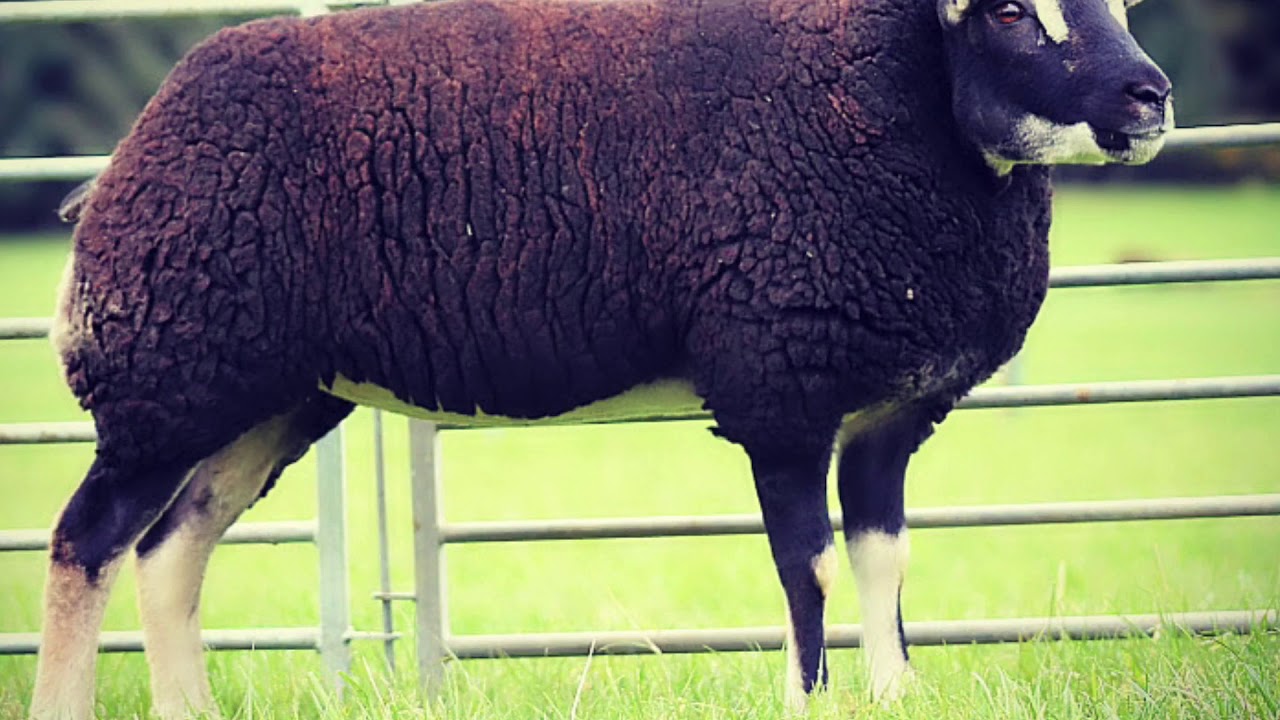 AOPB Badger Face Texel HTR1902930 - YouTube