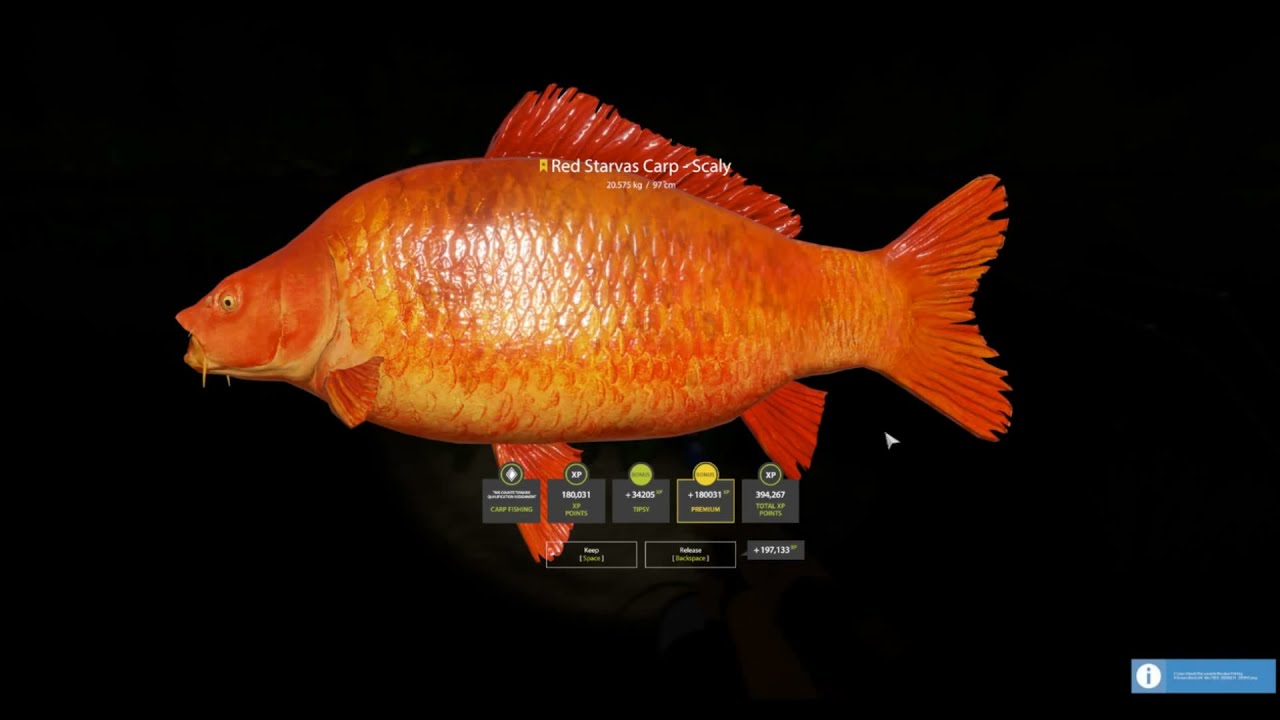 Russian Fishing 4 | Trophy Red Starvas Carp - Scaly | The Amber Lake ...