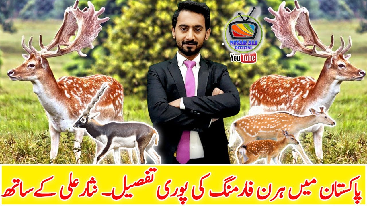 Deer farming in Pakistan | Deer farming | Hiran farming | Deer farming ...