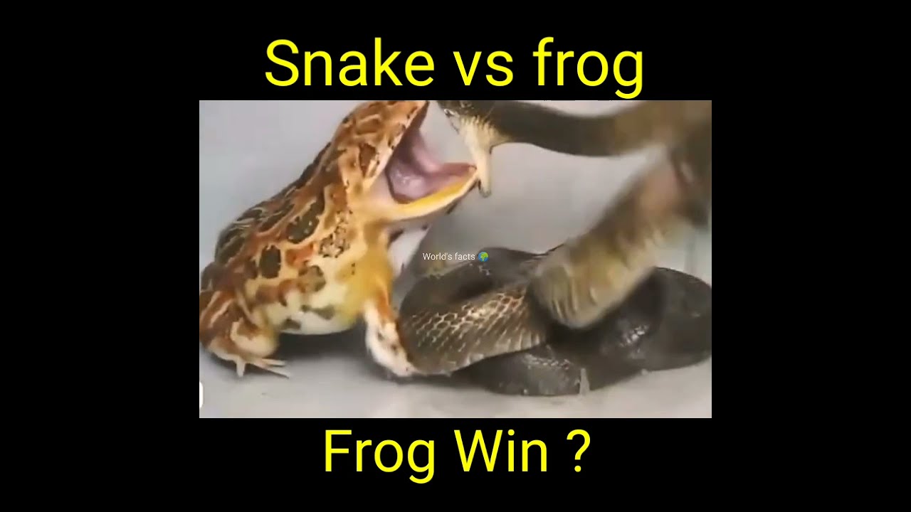 Snake Vs Frog again ? part 2 #animals #shorts #snake #frog - YouTube