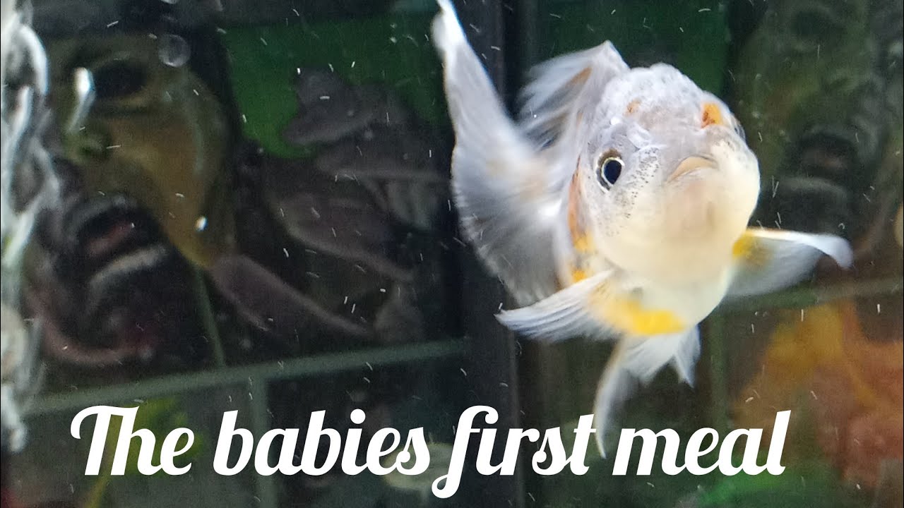 New Baby Oranda & Yuan Bao Goldfish - Cute x10000 🥺 - YouTube