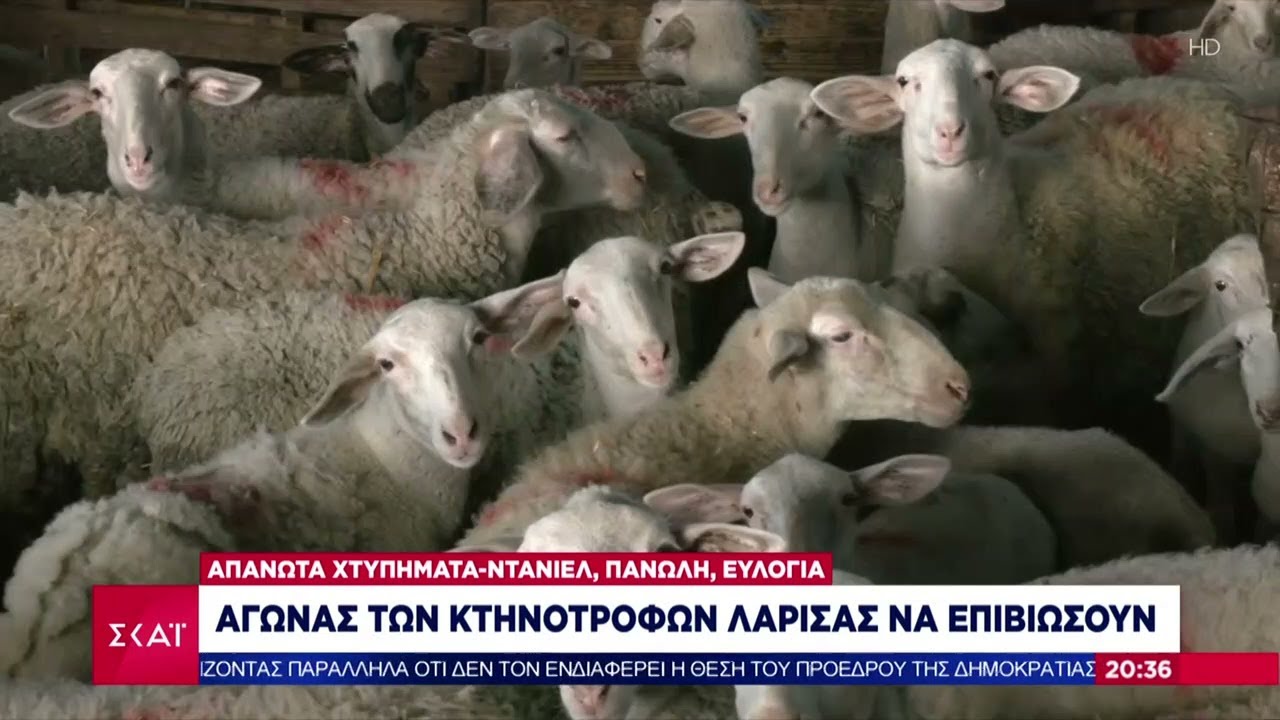 Αγώνας των κτηνοτρόφων της Λάρισας να επιβιώσουν μετά τα απανωτά ...