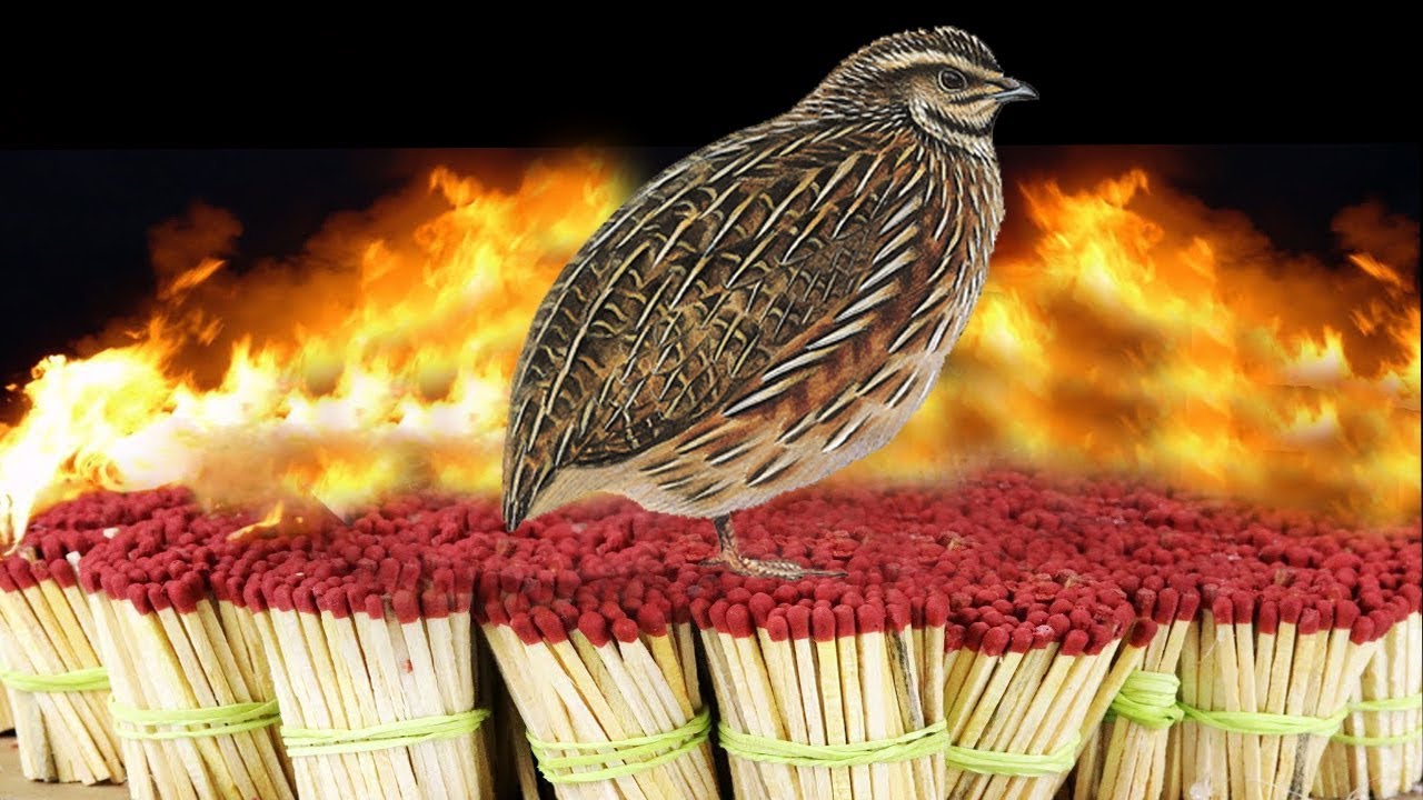 60,000 SAFETY MATCHSTICKS vs QUAIL BIRD EXPERIMENT | AMAZING CRAZY ...