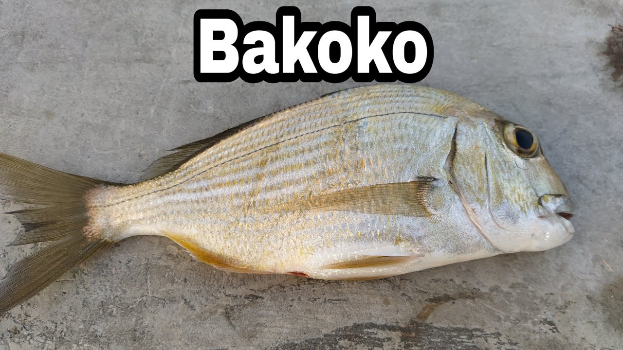 Catch Bakoko fish | Silver Sea Bream | Al-Bandar Fishing Spot Doha ...