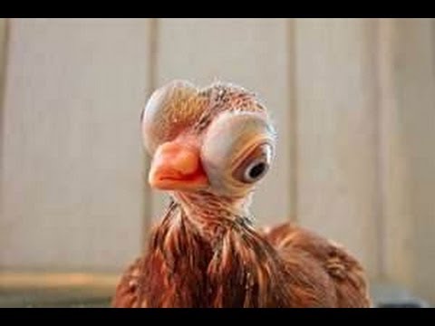 CUTE BABY PIGEONS (YTO 306) - YouTube