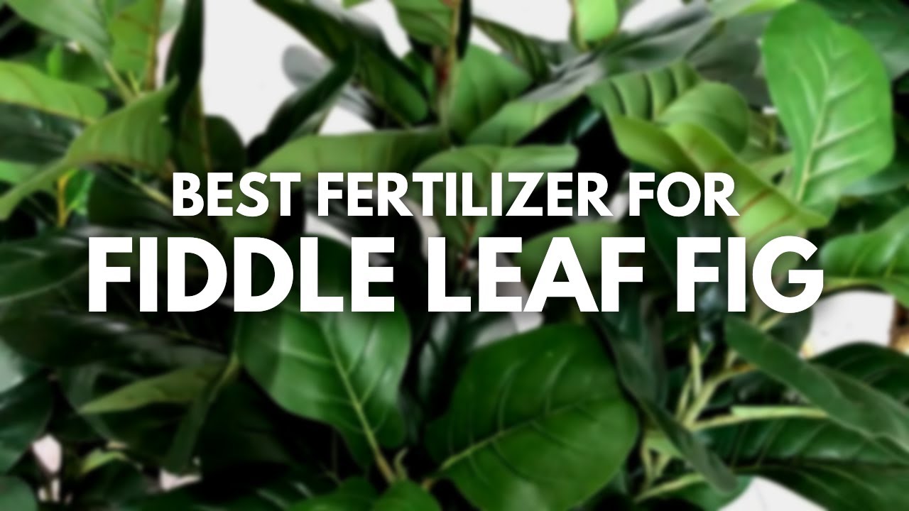 Best Fertilizer for Fiddle Leaf Fig - Glossy Shine and Healthy Veins ...