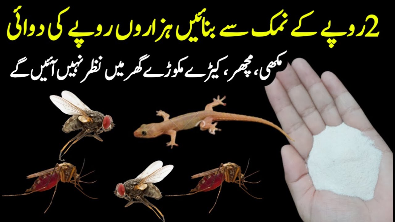 Get rid of Flies, Mosquito, lizard with Salt | powerful insects killer ...