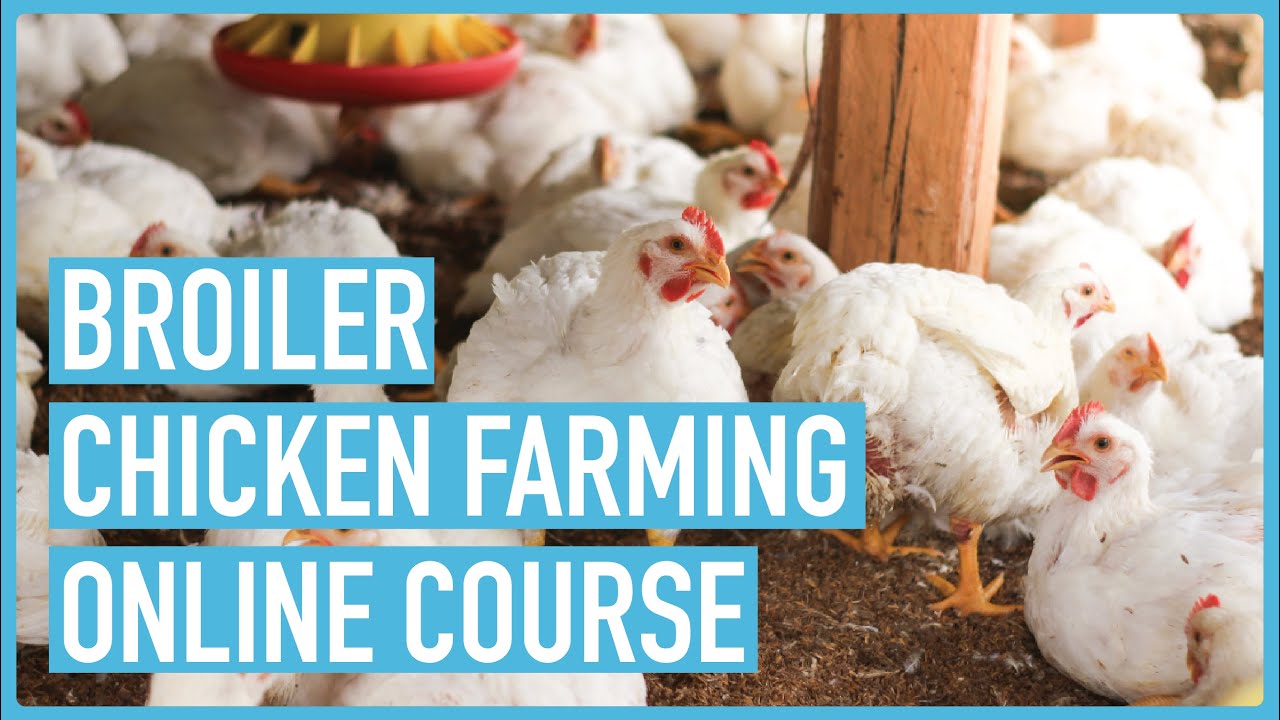 Secrets to Successful Broilers Farming - Course Introduction and ...