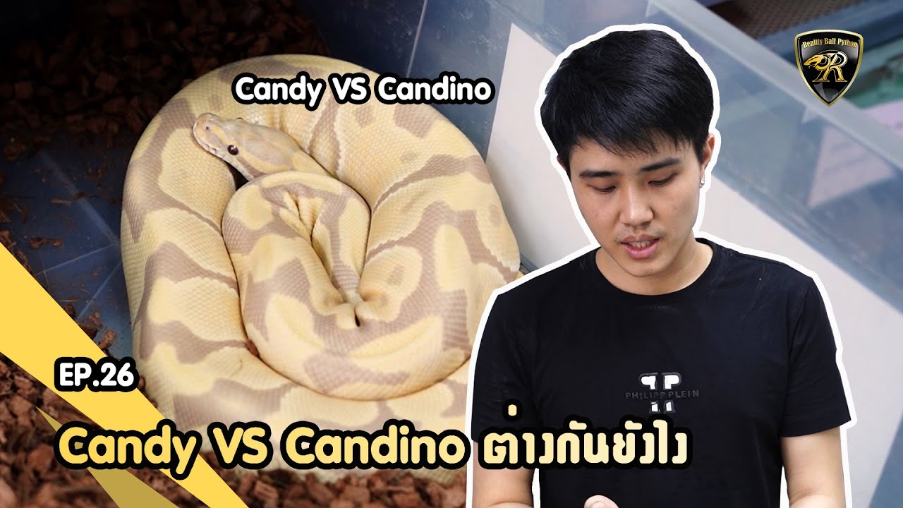 Candy VS Candino ต่างกันยังไง Reality Ball Python [EP.26] - YouTube