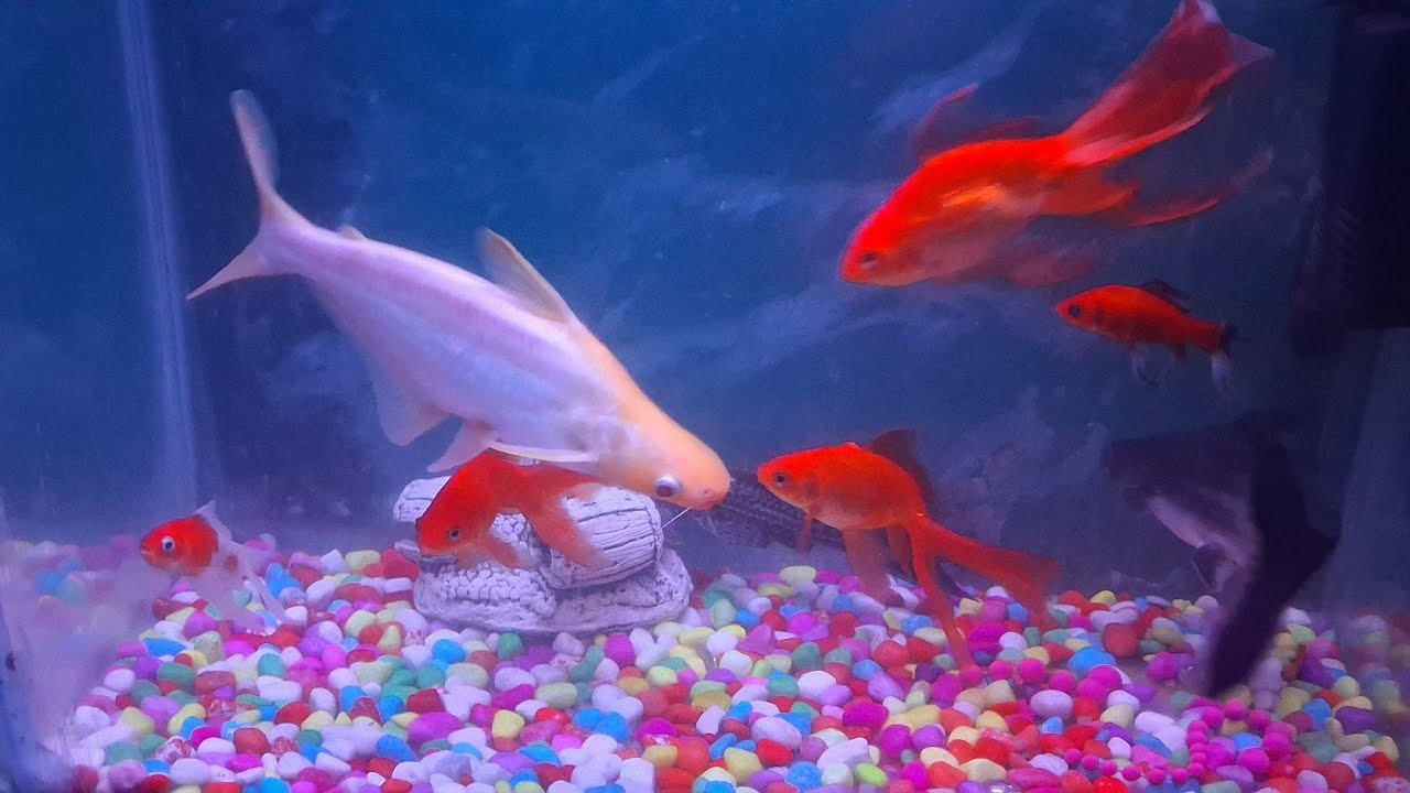 Jyoti food vlog93 is live - YouTube