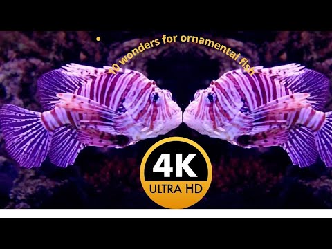 Fascinating Aquarium Fish Secrets Nobody Tells You - YouTube