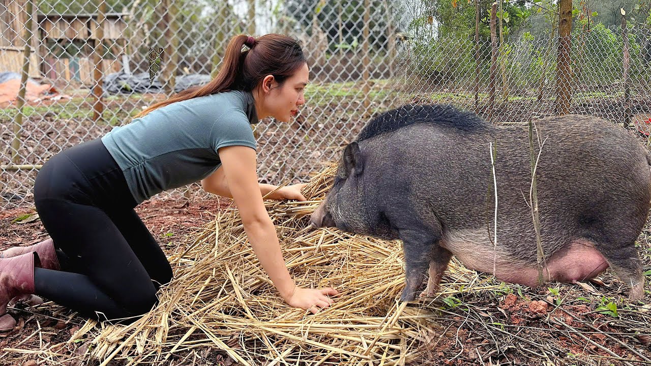 Build A House For A Stray Pig About To Give Birth, Waiting For The ...