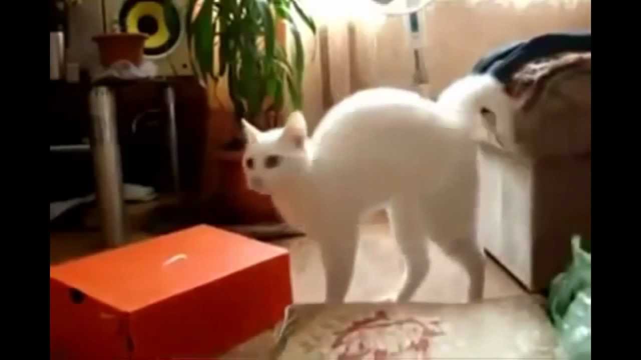 Cat Epic Fail Compilation 2016 Youtube