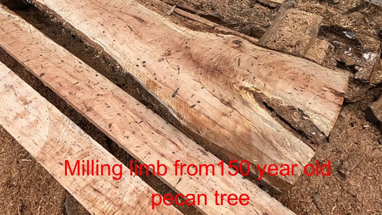 UNBELIEVABLY BEAUTIFUL | STARTING TO MILL A 150 YEAR OLD PECAN TREE ...