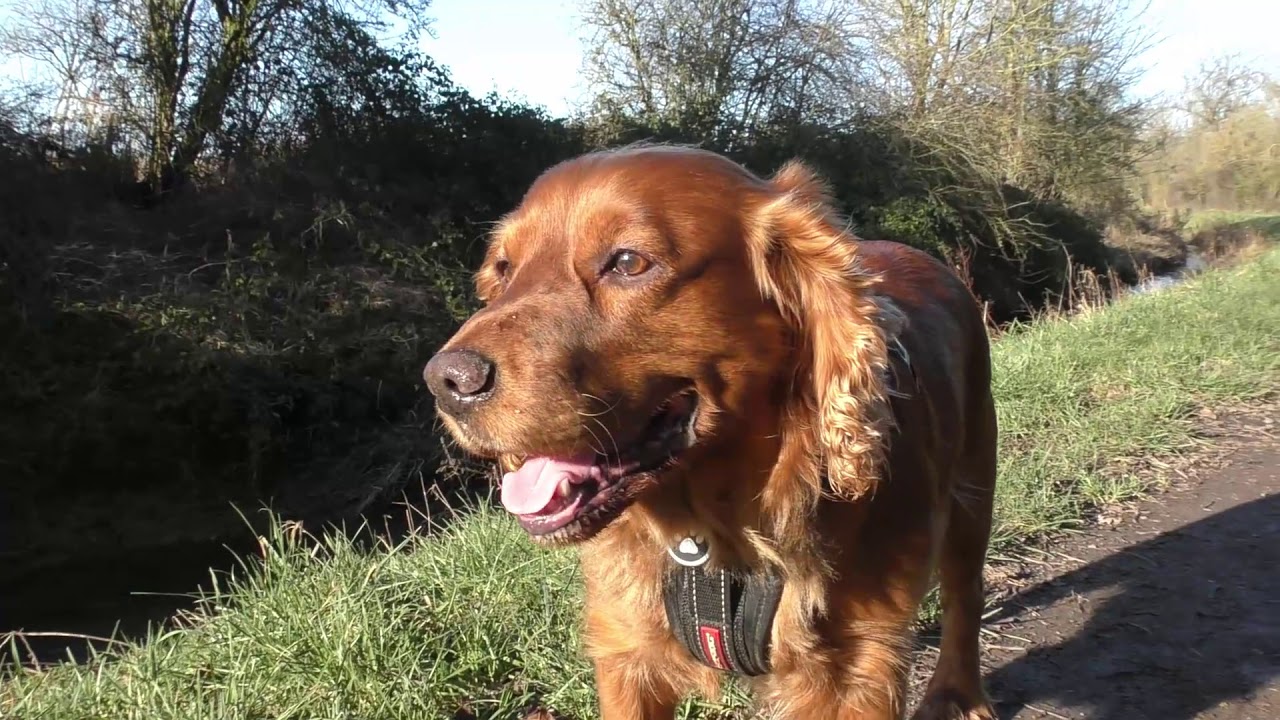 Cocker Spaniel Adventures - Taking my Dog on a Walk - YouTube