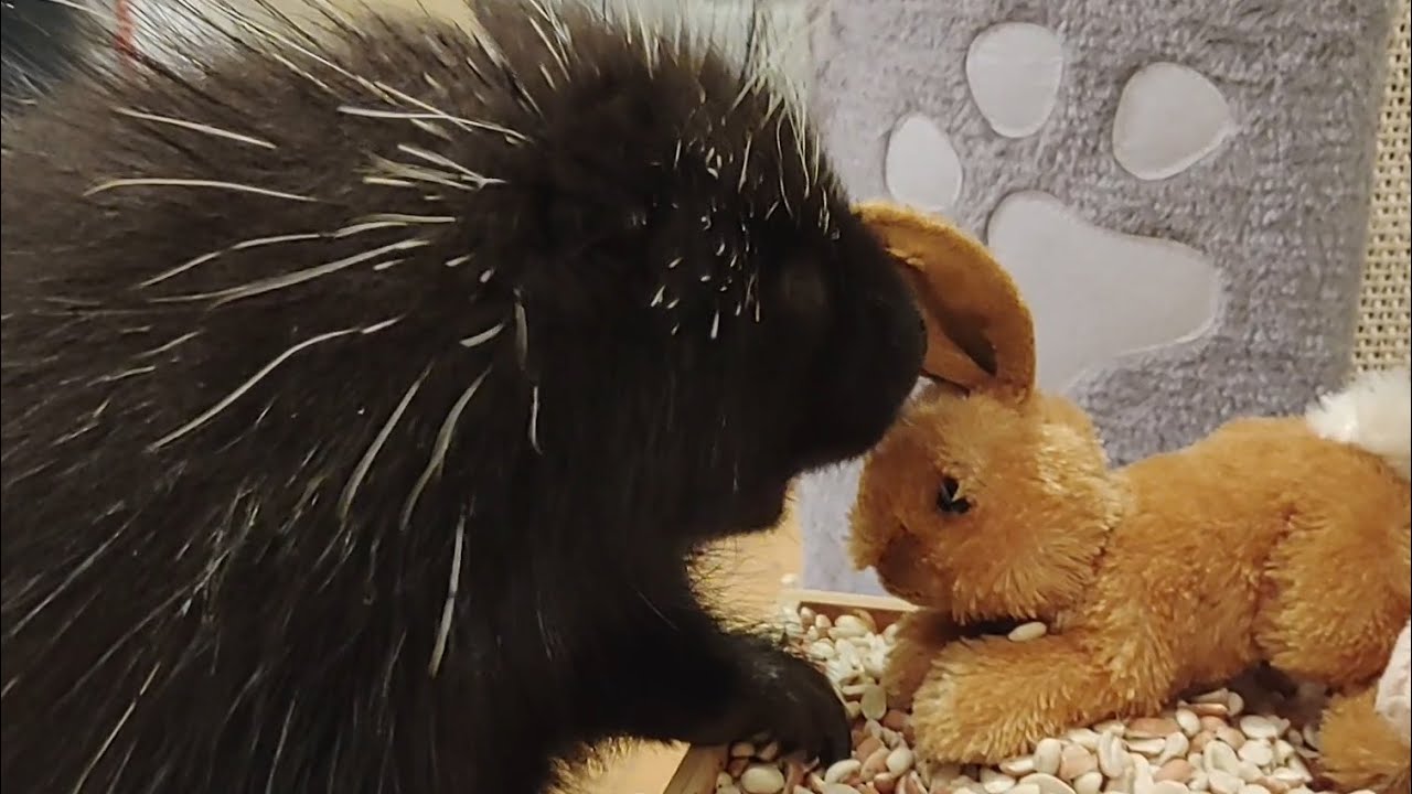 Porcupine Boxing Day: Pip vs Chonkers - YouTube