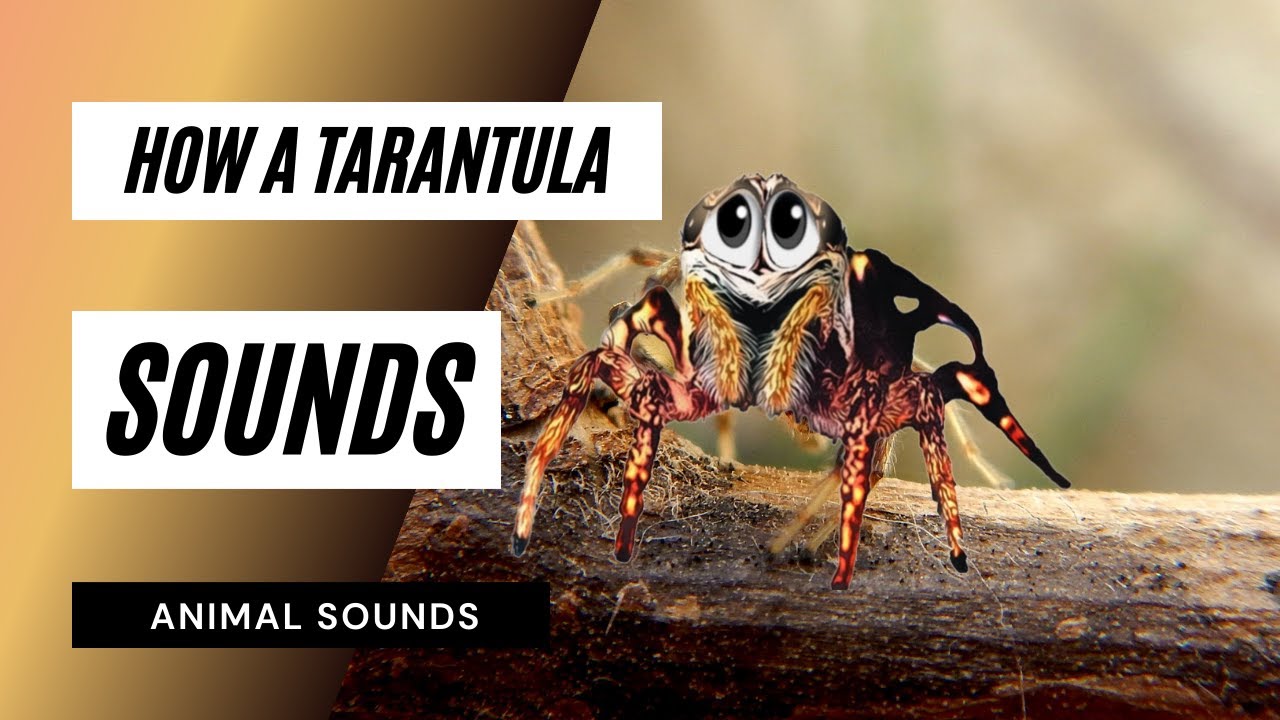 How A Tarantula Sounds - how a tarantula sounds / sound effect ...