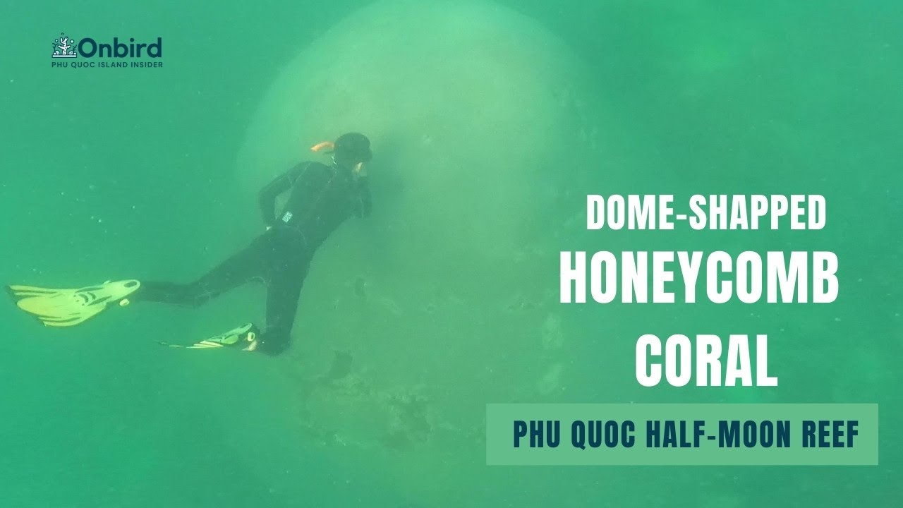 Dome-shaped HONEYCOMB CORAL at Half-moon reef, Phu Quoc Island, Vietnam ...