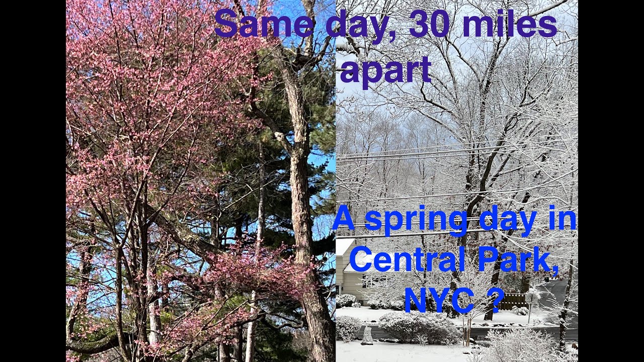 Early March, a Spring Day in Central Park ? - YouTube