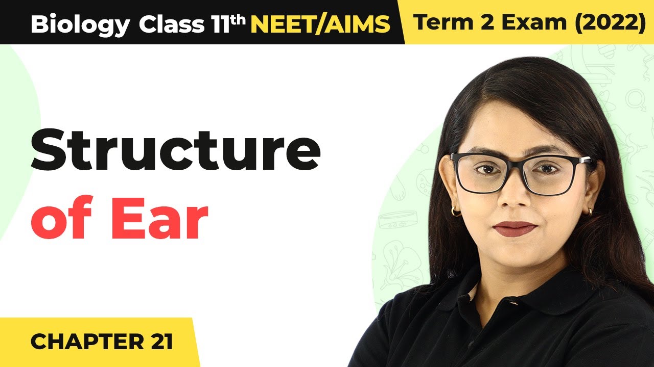 Class 11 Biology Chapter 21 | Structure of Ear - Neural Control and ...