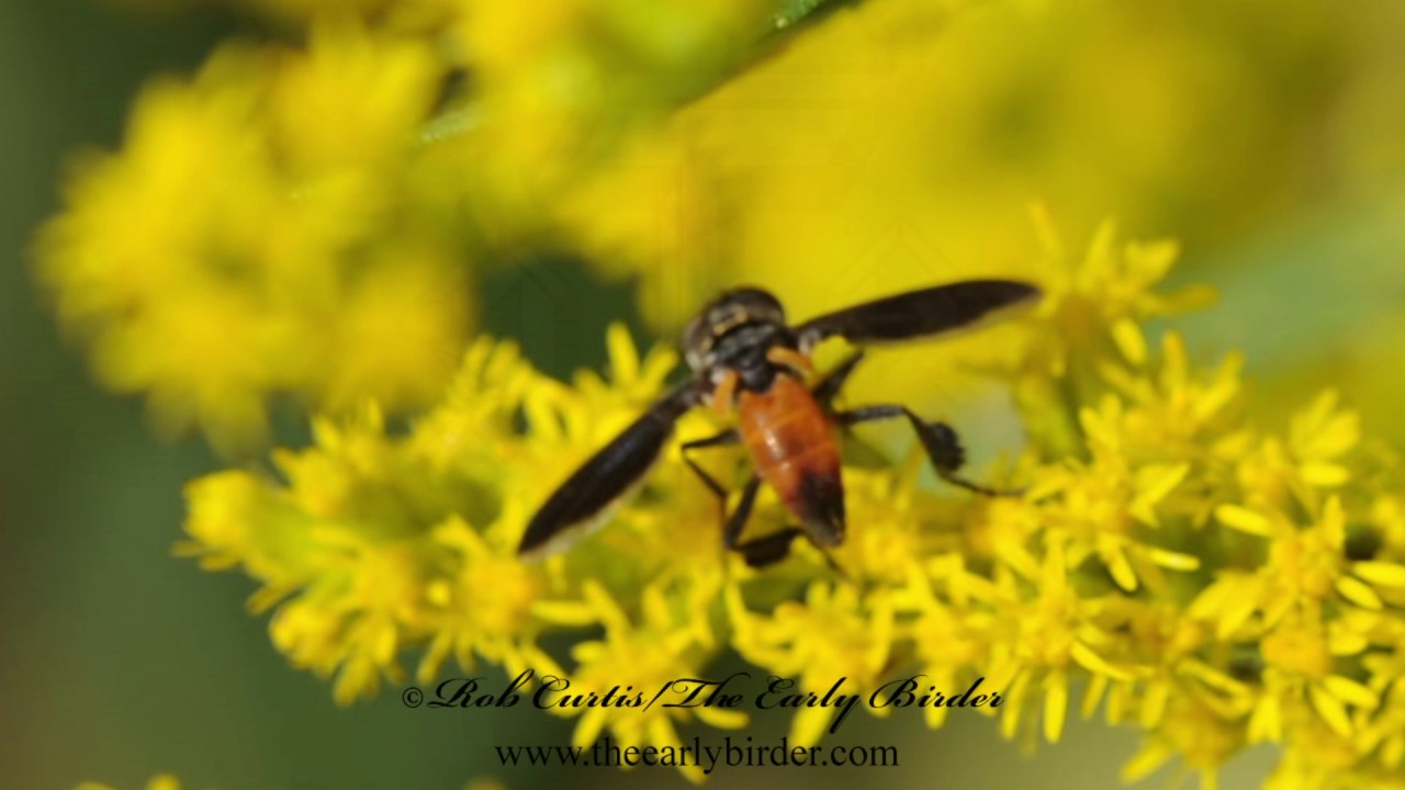 FEATHER-LEGGED TACHINID FLY Trichopoda pennipes - YouTube