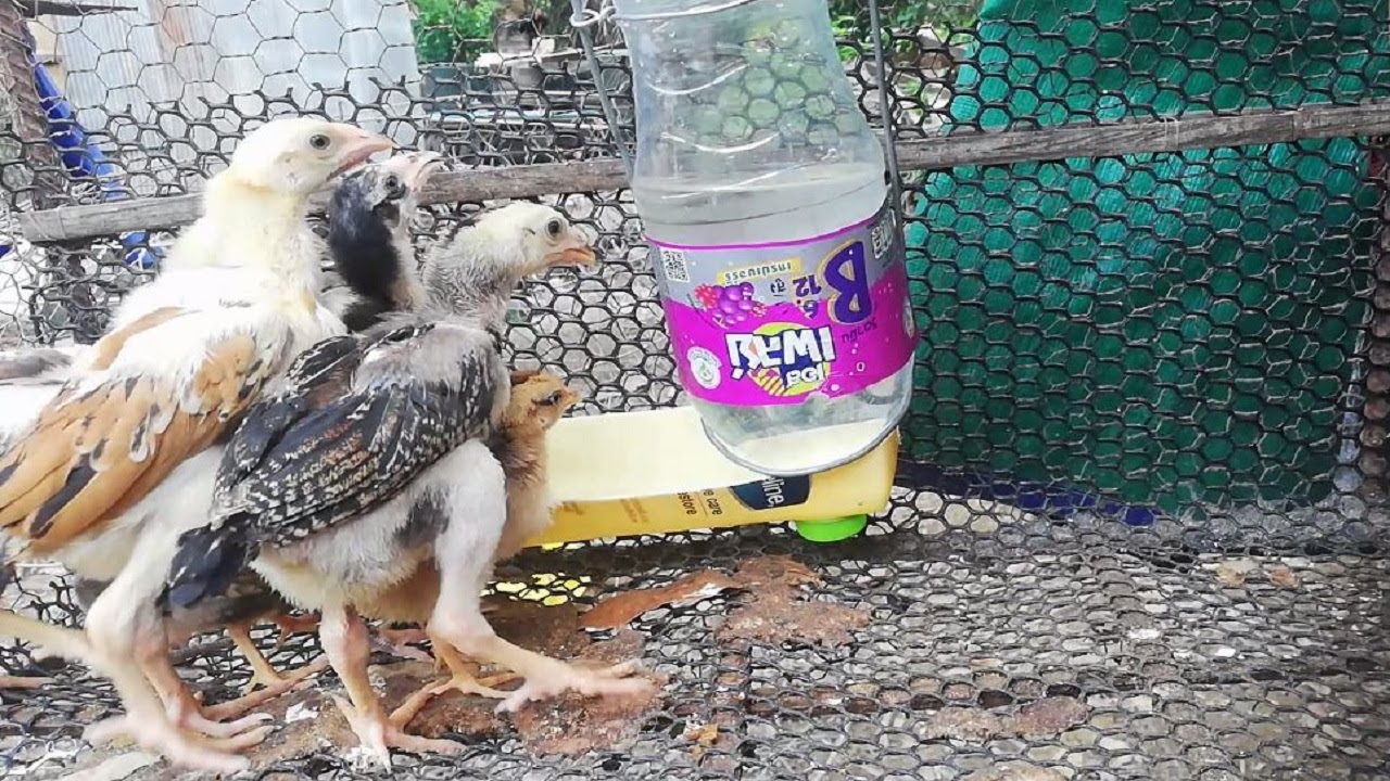How to make from plastic bottles Chicken water tank with bottle 2L ...